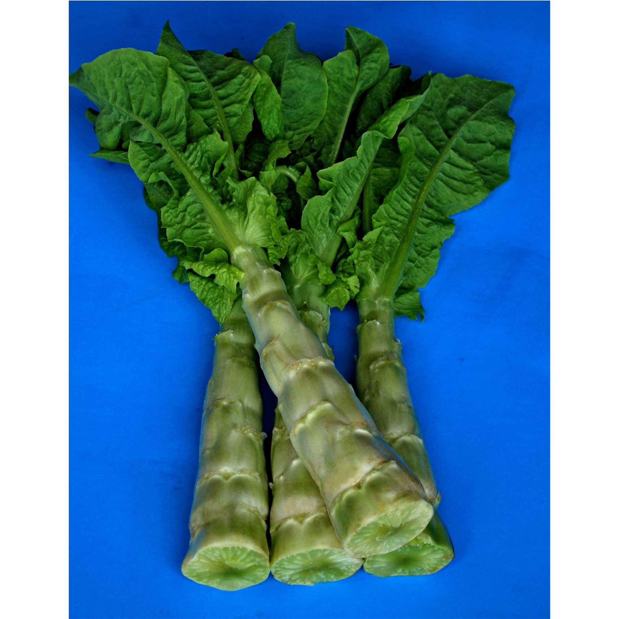 Purple Tower Celtuce Lettuce Seeds by Kitazawa Seed Co, 2g Pack, Non ...