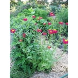 Robinson's Painted Daisy Chrysanthemum Flower Seeds, 100 Mixed Colors ...