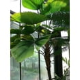 Vanuatu Fan Palm - Licuala Grandis - Live Plant in 1 Gallon Pot ...