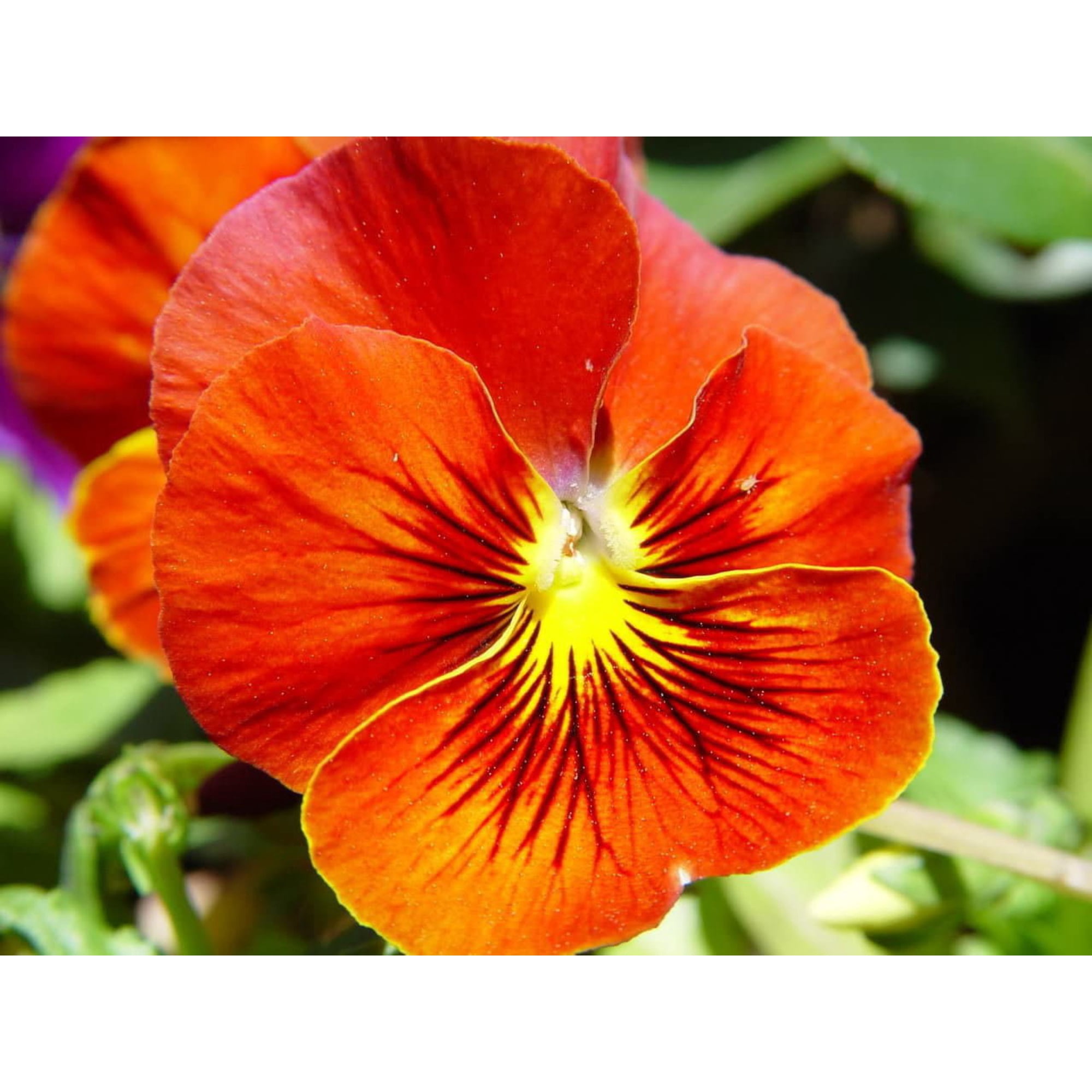 Click here for Seedville Usa 50 Red & Yellow Pansy Violet Viola W... prices