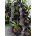 GiVE Naturally Coconut Palm Tree, Sprouted Coconut - Walmart.com
