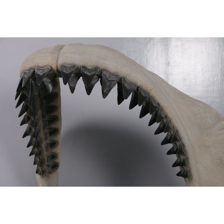 Megalodon Shark Jaw