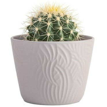 Costa Farms Plants with Benefits Live Indoor Plant Foliage Assorted in ...