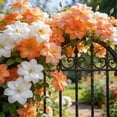 Robust hot-weather enduring clematis – Slender upright – Blossoms each ...
