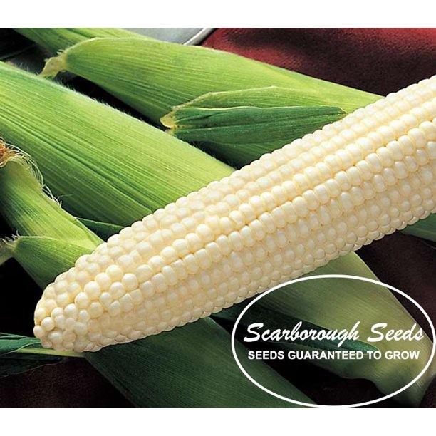 Silver Queen Corn