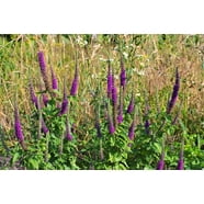 40 CONEHEAD THYME Thymus Capitatus syn. Thymbra Capitata Mediterranean ...
