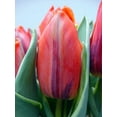 Fire Queen Tulip 10 Bulbs - 12/+ cm - Orange Flowers with Red Flame ...