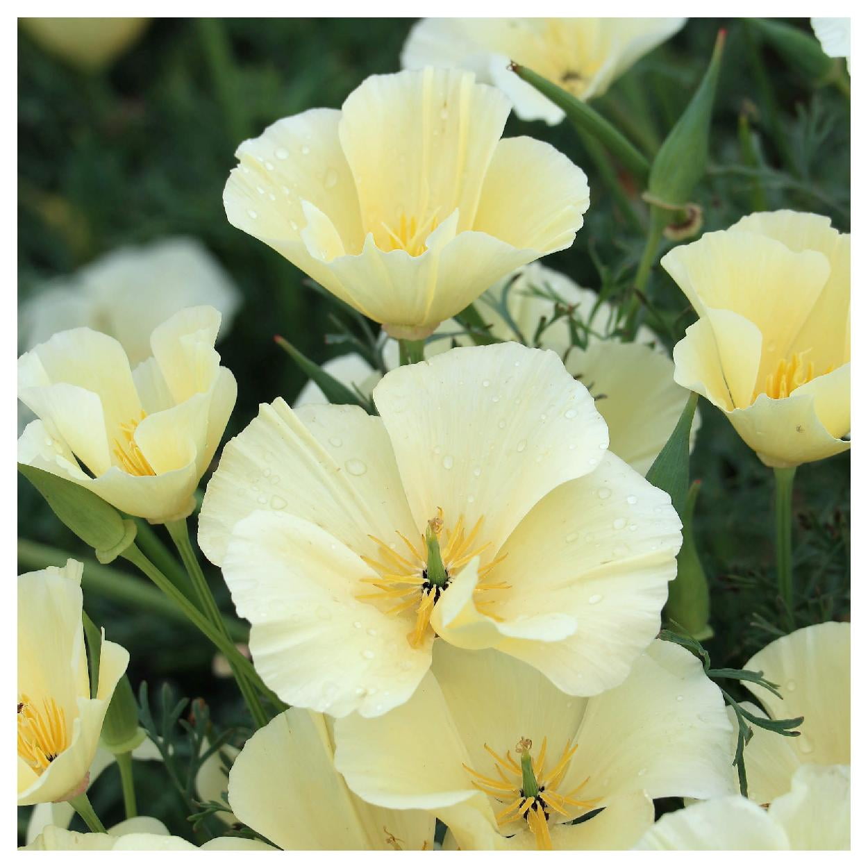 Everwilde Farms - 1 oz Ivory Castle California Poppy Garden Flower ...