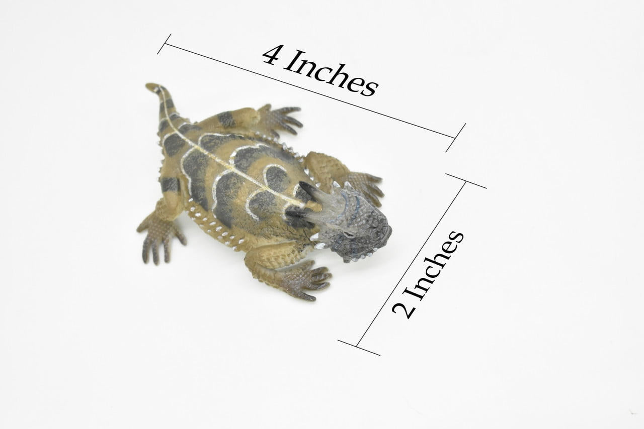 Horned Lizard Species Diagram