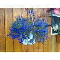 200 BLUE SAPPHIRE LOBELIA Erinus Trailing for Planters or Groundcover ...