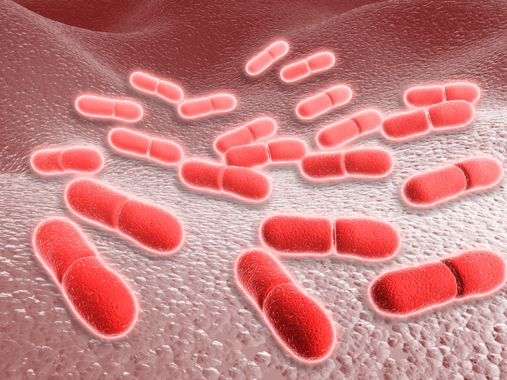 Microscopic View Of Listeria Monocytogenes Listeria Monocytogenes Is Microscopic View Of Listeria Monocytogenes Listeria Monocytogenes Is