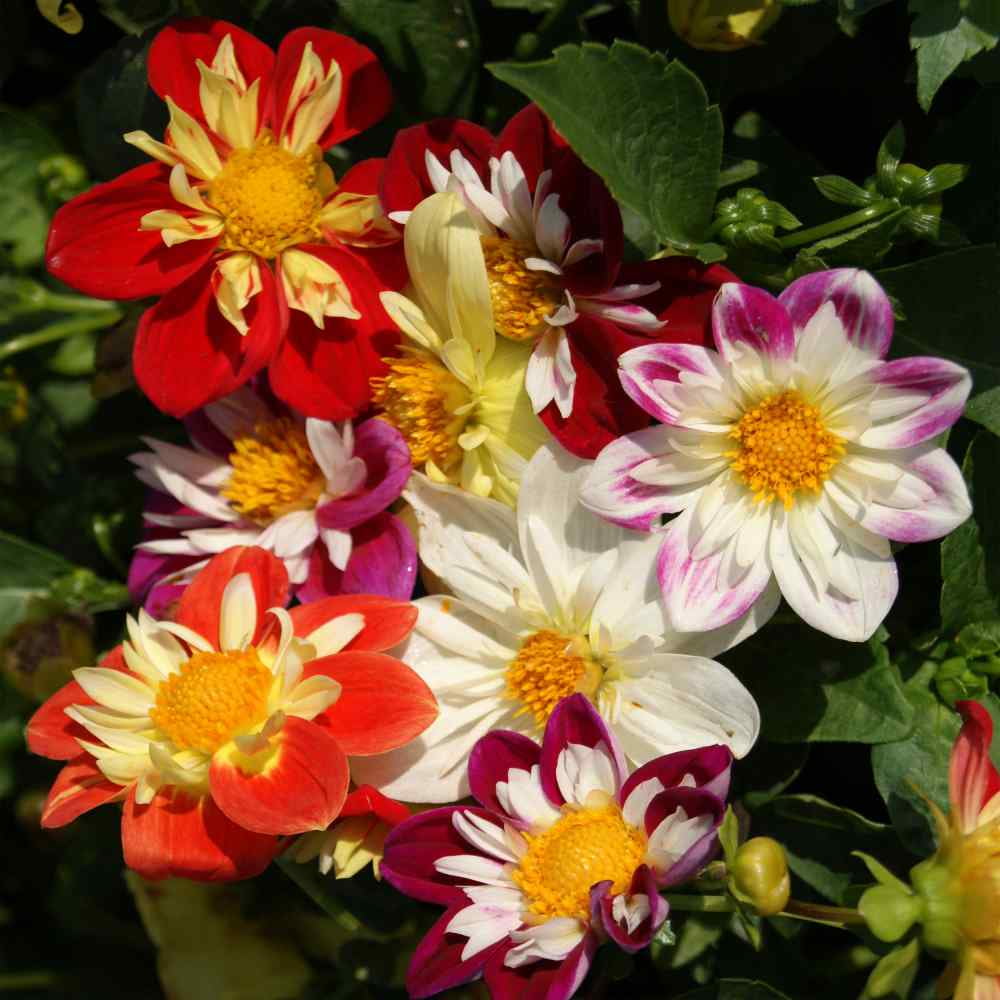 Outsidepride Dahlia Dandy Flower Seed Plant Mix - 1000 Seeds - Walmart.com