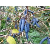 7 BLUE SAUSAGE FRUIT Edible & Ornamental Decaisnea Fargesii Tree Shrub ...