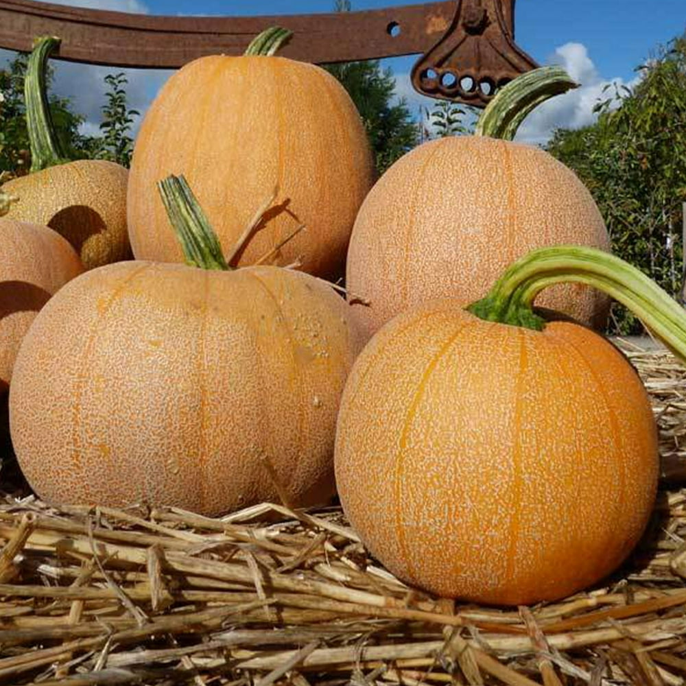 Winter Luxury Pie Pumpkin Seeds 4 g ~20 Seeds - Heirloom, Open ...