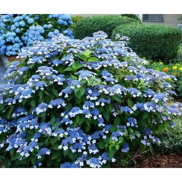Blue Bird Lacecap Hydrangea - Live Plant - ( 1 QT ) - Walmart.com