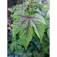 Red Umbrellas Meadowsweet Plant - 4 " Pot - Filipendula - SHADE ...
