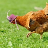 6 Pieces Chicken Hats for Hens Tiny Pets Funny Halloween Accessories ...