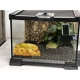 Mini Reptile Glass Terrarium Tank, cage for Tarantula Sling Geckos ...
