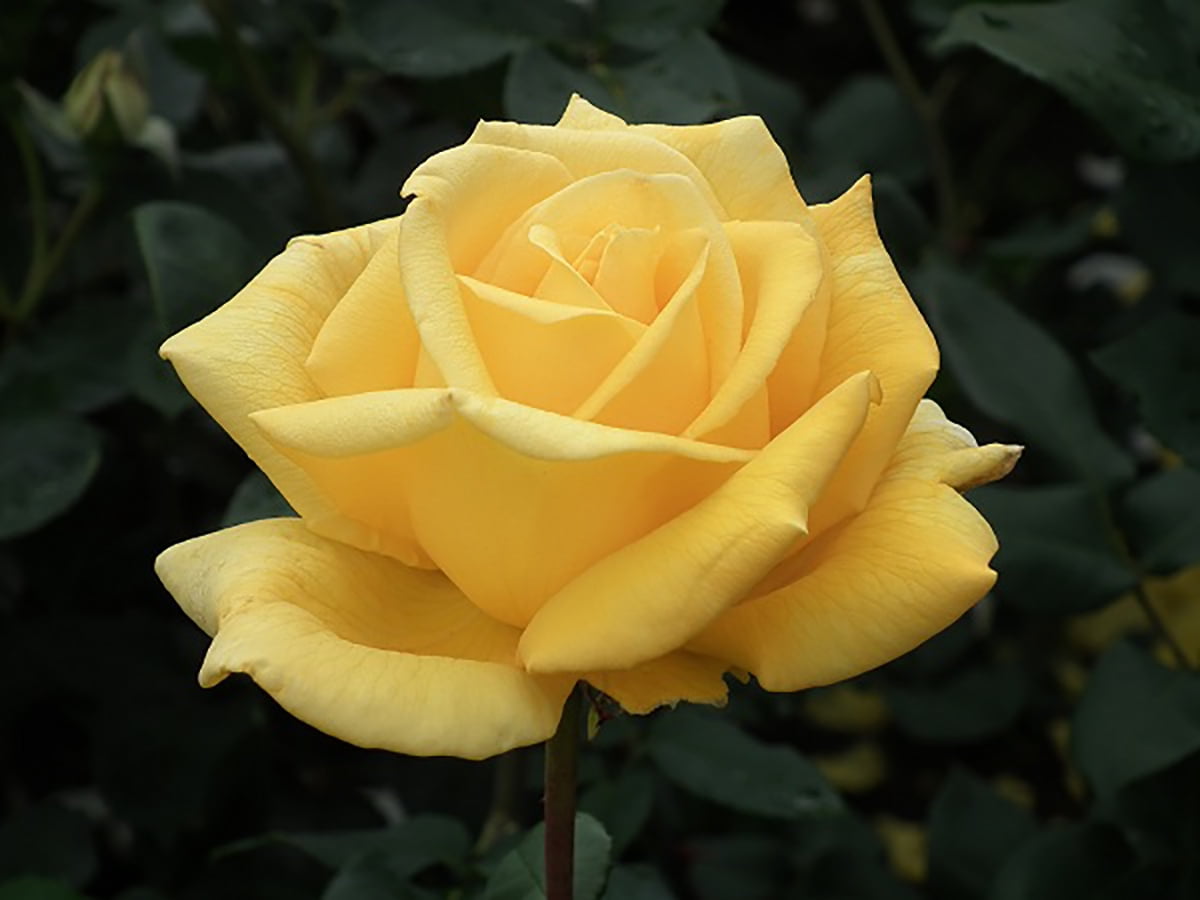 Climbing Royal Gold Hybrid Tea Rose Bush - Bare Root - Walmart.com