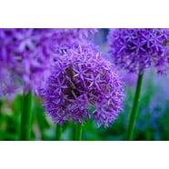 5 Dark Purple Allium Bulbs - Blooming Onion, Perennial Garden Flower ...