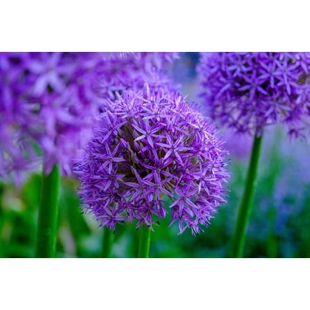 Allium Blend Purple - Bulk Planting Bulbs for Fall, Garden, Landscaping ...