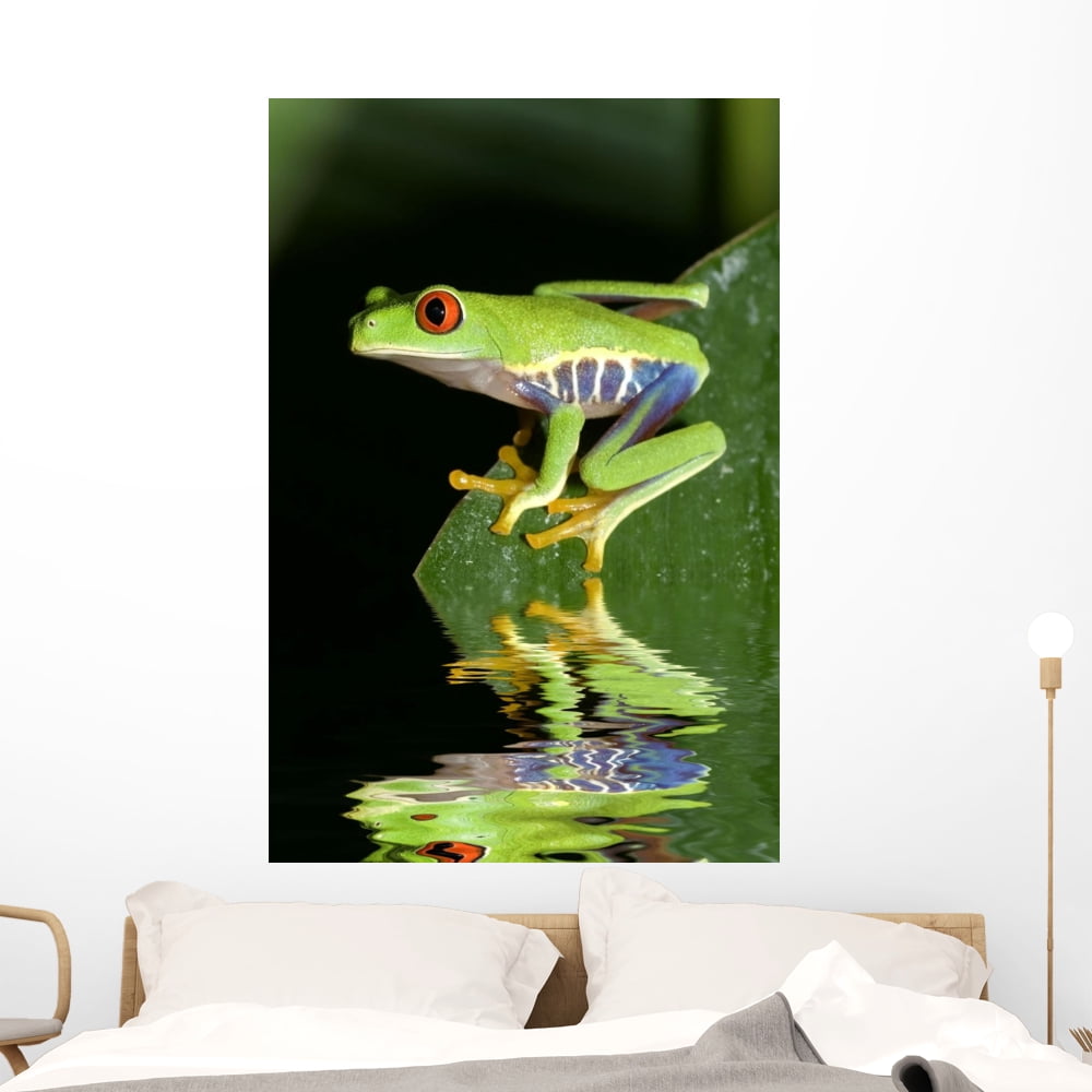 Red Eye Tree Frog Wall Mural by Wallmonkeys Peel and Stick Graphic (48 ...