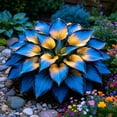 Butterfly Hostas for Planting-Suitable for Outdoor Decoration-Nature ...