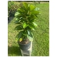Lula Avocado Tree Live indoors/outdoors Avocado Tree GRAFTED 2-3 ft. We ...