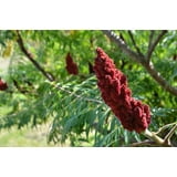 75 SMOOTH SUMAC TREE Red Berries Rhus Glabra Borealis Seeds - Walmart.com