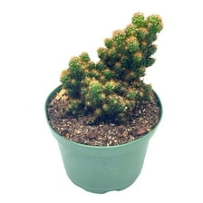 Barrel Cactus Assortment, 4 inch Set of 3, Easter Lily, Lemon Barrel ...