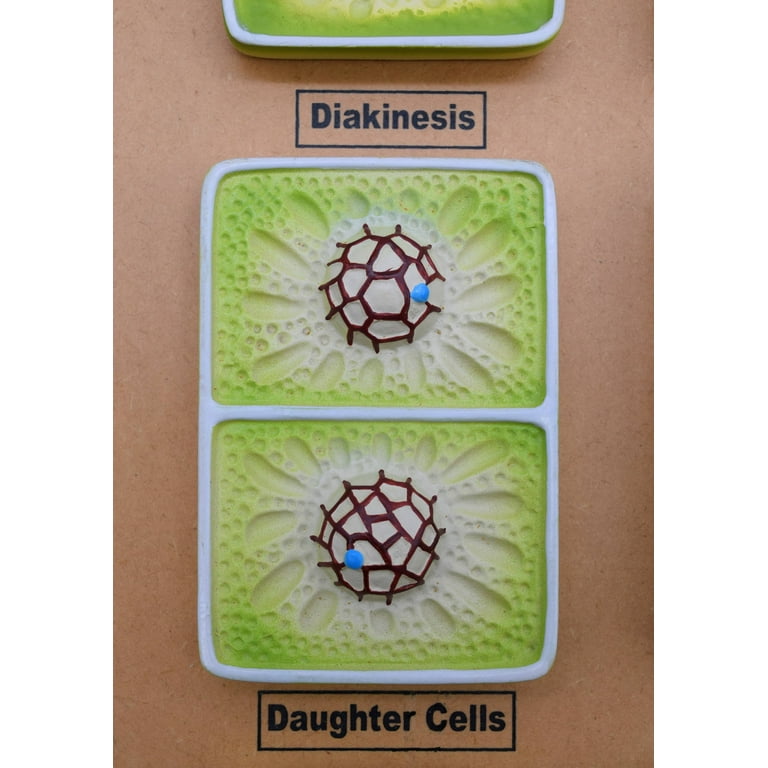 Lilium Slide Vision Scientific Meiosis Slide Set - Plant Cell Division ...