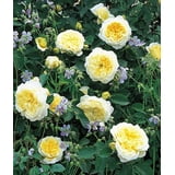 30 Rare Seeds| Yellow The Pilgrim Rose Bush Flower Seeds#1120 | Seeds ...