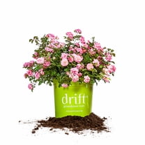 Perfect Plants Lemon Drift® Rose 3 Gallon - Walmart.com