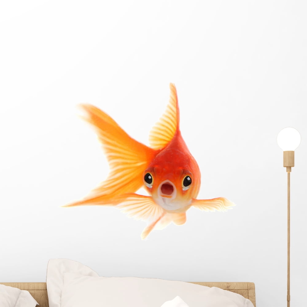 Shocked Goldfish White Wall Decal by Wallmonkeys Peel and Stick Graphic ...