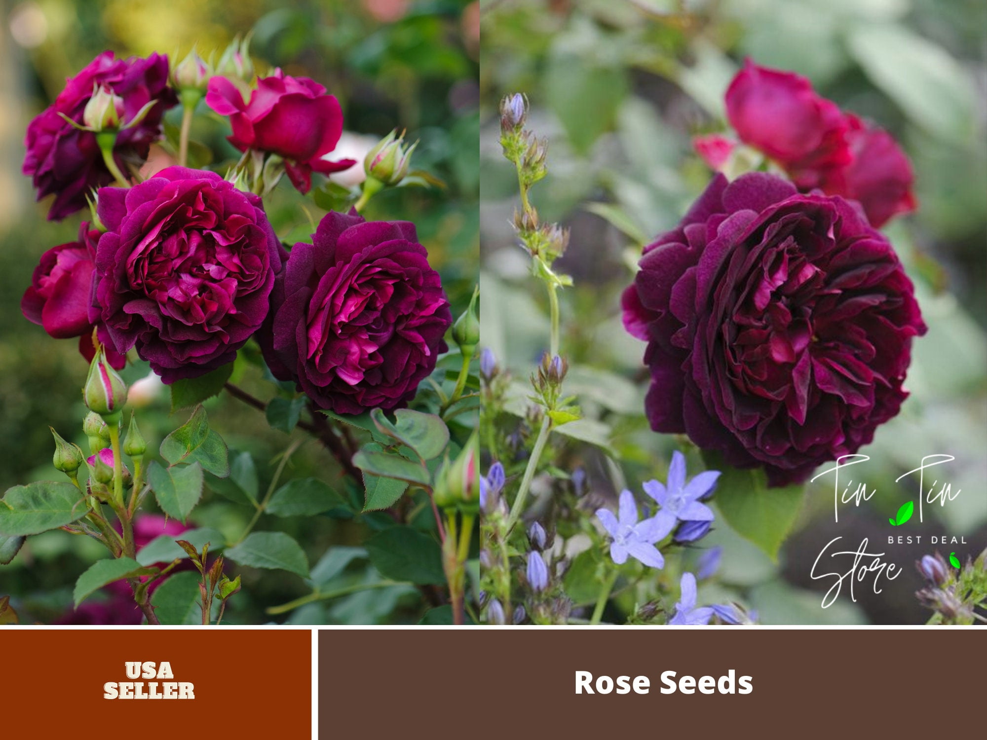 30 Rare Seeds| English Shrub Munstead Wood Rose Bush Flower Seeds #1134 ...