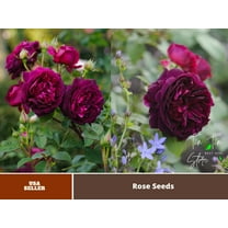 Rare Rose Seeds True Blood Rose Bush 20 Seeds - Walmart.com