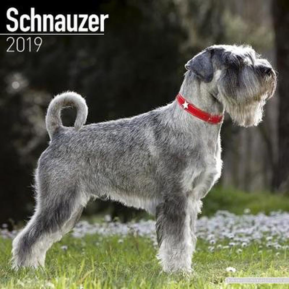 SCHNAUZERS W 2019 - Walmart.com
