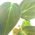 Philodendron Micans in a 2 inch Pot, Starter House Plant, Rare Philo ...