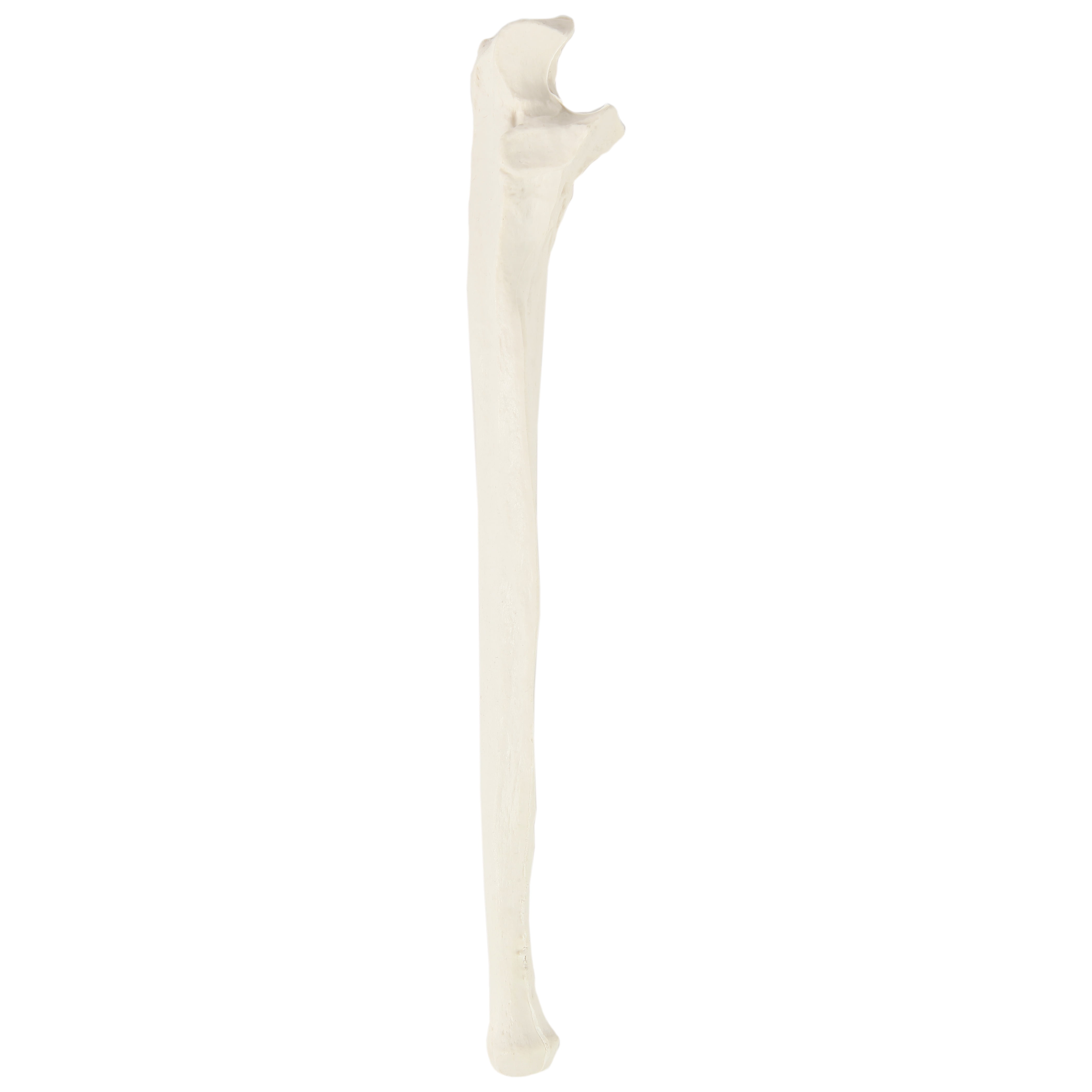 Axis Scientific Right Ulna Bone Model, Life-Size Human Forearm Bone ...