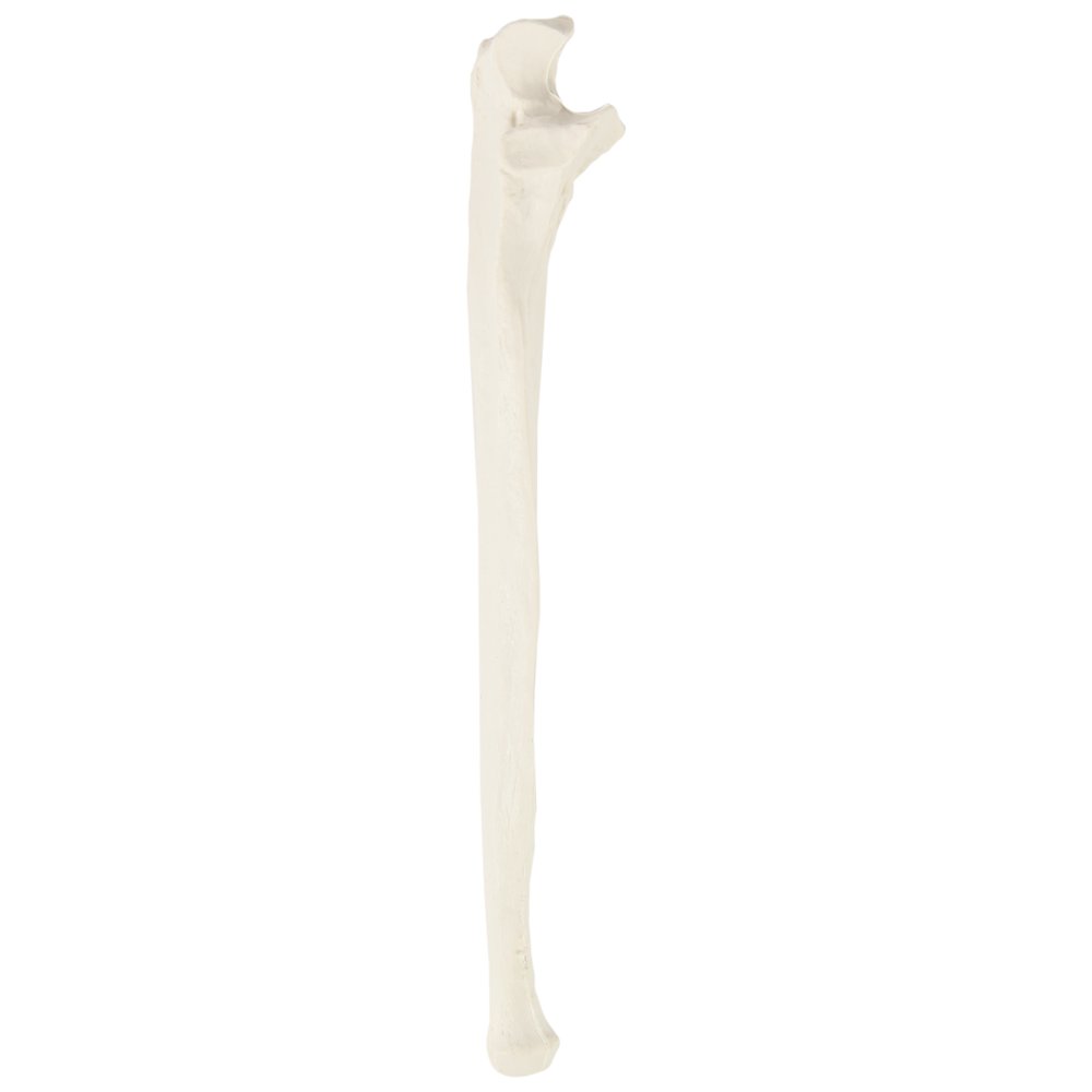 Axis Scientific Right Ulna Bone Model, Life-Size Human Forearm Bone ...
