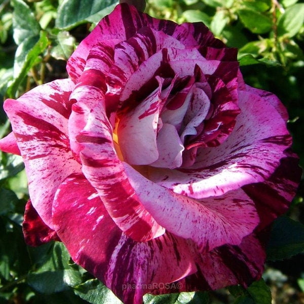 Purple Tiger Rose
