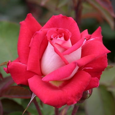 Own-Root One Gallon Happy Go Lucky™ Grandiflora Rose by Heirloom Roses ...