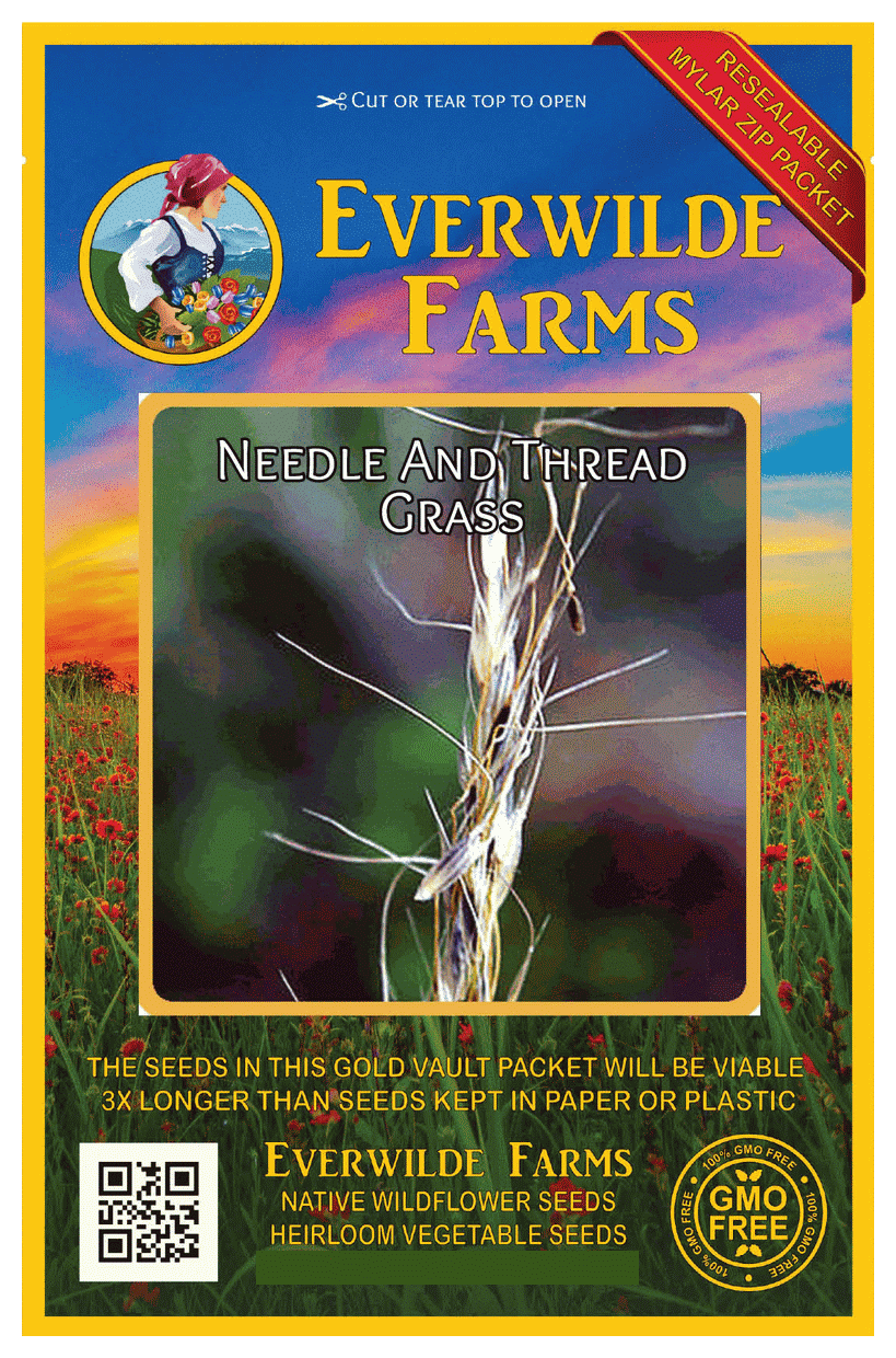 Everwilde Farms - 200 Needle And Thread Grass Native Grass Seeds - Gold ...