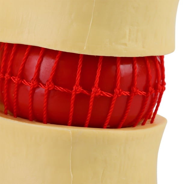 Classroom Demonstration Tools,1:1.5 Anatomical Human Spine Lumbar Disc ...
