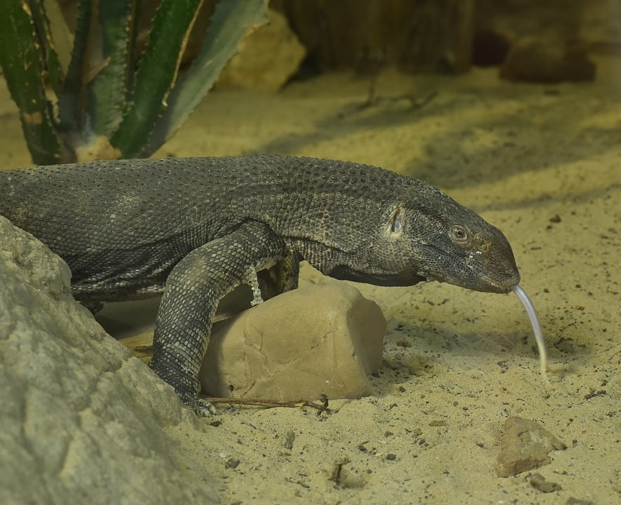 Prehistoric Times Yellow Reptile Monitor Lizard-12 Inch BY 18 Inch ...