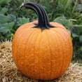 Pumpkin Seeds - Cronus Untreated Non-GMO Variety Pumpkin Seeds - Non ...