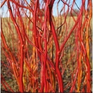 Live Austree Willow Trees - 18 Hybrid for Garden, Yard, Outside - Fast ...