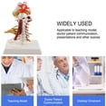 Cervical Spine Model Removable Human Spinal Nerves Model for Doctor ...