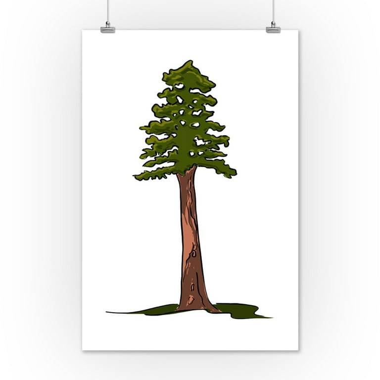 Redwood Trees Drawing