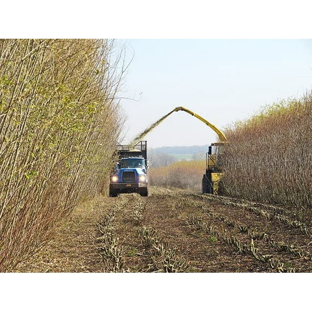 Grow Willow for Biofuel, Biomass - Fresh Cuttings to Plant - Easy and ...
